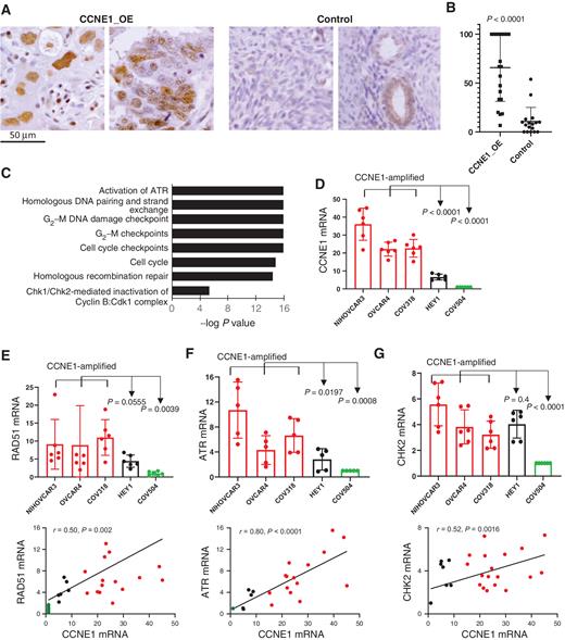 Targeting Therapeutic Resistance and Multinucleate Giant Cells in CCNE1 ...