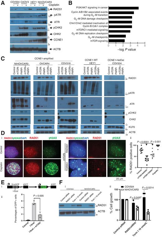 Targeting Therapeutic Resistance and Multinucleate Giant Cells in CCNE1 ...