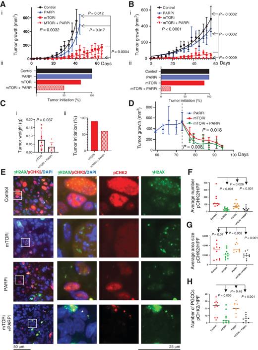 Targeting Therapeutic Resistance and Multinucleate Giant Cells in CCNE1 ...