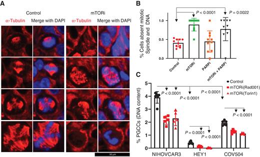 Targeting Therapeutic Resistance and Multinucleate Giant Cells in CCNE1 ...