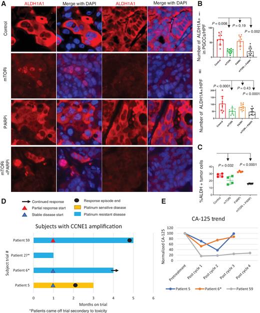 Targeting Therapeutic Resistance and Multinucleate Giant Cells in CCNE1 ...