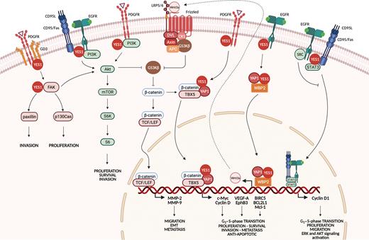 YES1: A Novel Therapeutic Target and Biomarker in Cancer | Molecular ...
