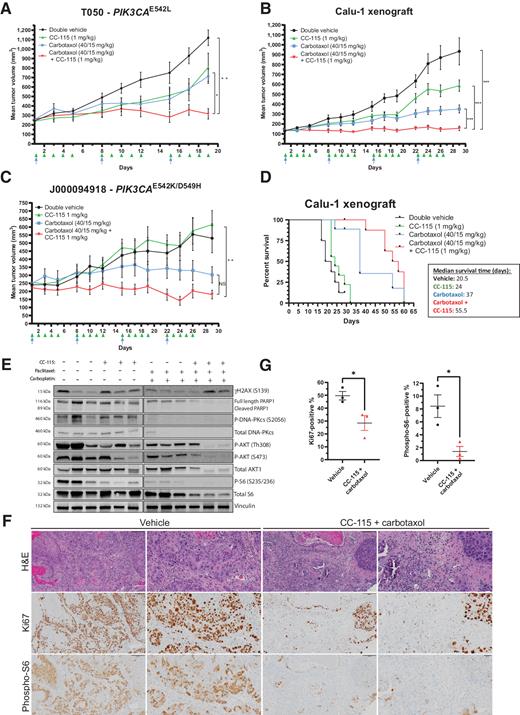 Inhibition of Mtorc1/2 and DNA-PK via CC-115 Synergizes with ...