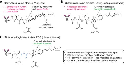An Enzymatically Cleavable Tripeptide Linker for Maximizing the ...