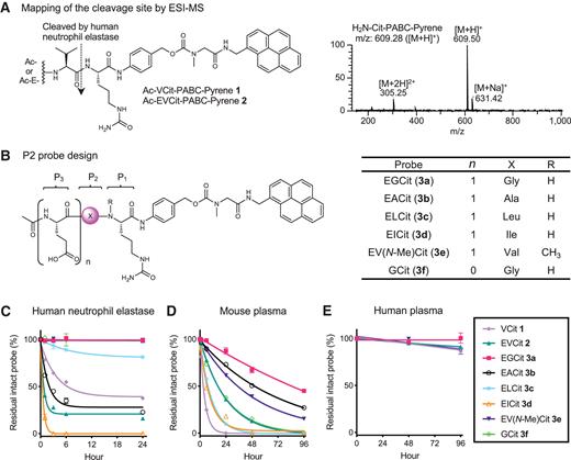 An Enzymatically Cleavable Tripeptide Linker for Maximizing the ...