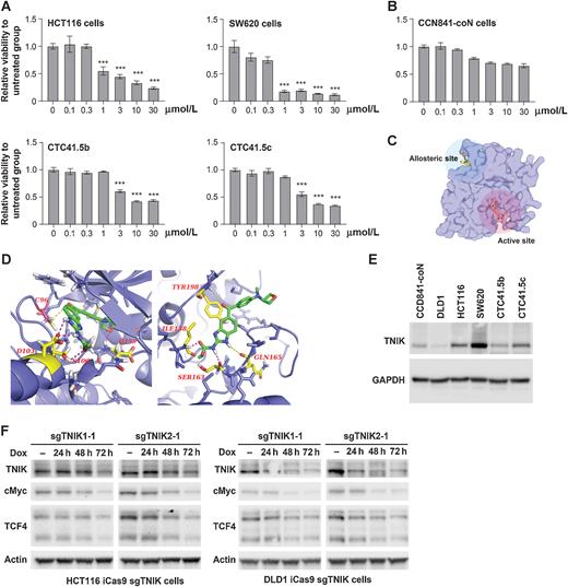 Inhibition of Wnt Signaling in Colon Cancer Cells via an Oral Drug that ...