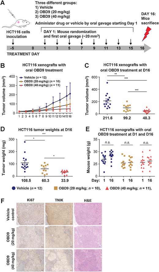 Inhibition of Wnt Signaling in Colon Cancer Cells via an Oral Drug that ...