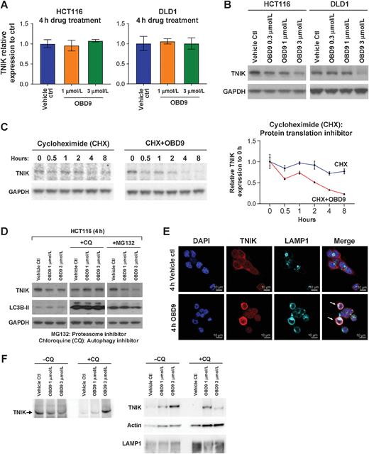Inhibition of Wnt Signaling in Colon Cancer Cells via an Oral Drug that ...