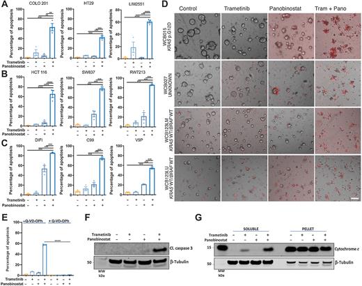 Genotype-Tailored ERK/MAPK Pathway and HDAC Inhibition Rewires the ...