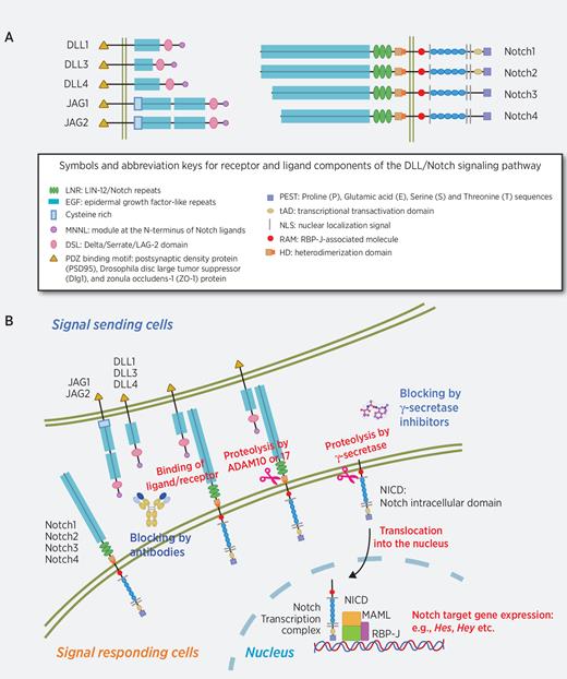 Targeting the DLL/Notch Signaling Pathway in Cancer: Challenges and Advances in Clinical ...