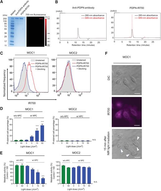 Near-Infrared Photoimmunotherapy Targeting Podoplanin-Expressing Cancer ...