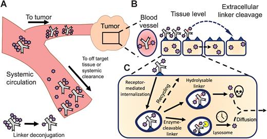 Antibody–Drug Conjugate Sacituzumab Govitecan Drives Efficient Tissue ...