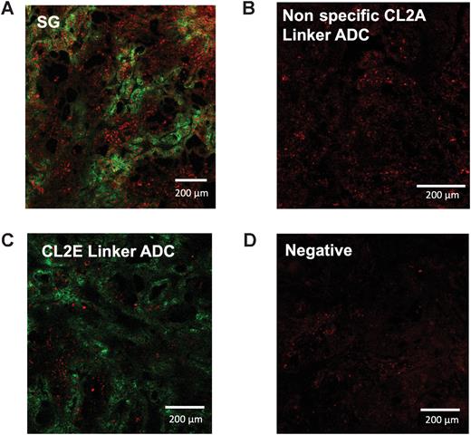 Antibody–Drug Conjugate Sacituzumab Govitecan Drives Efficient Tissue ...