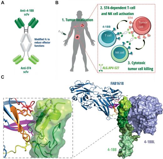 The Bispecific Tumor Antigen-Conditional 4–1BB x 5T4 Agonist, ALG.APV ...
