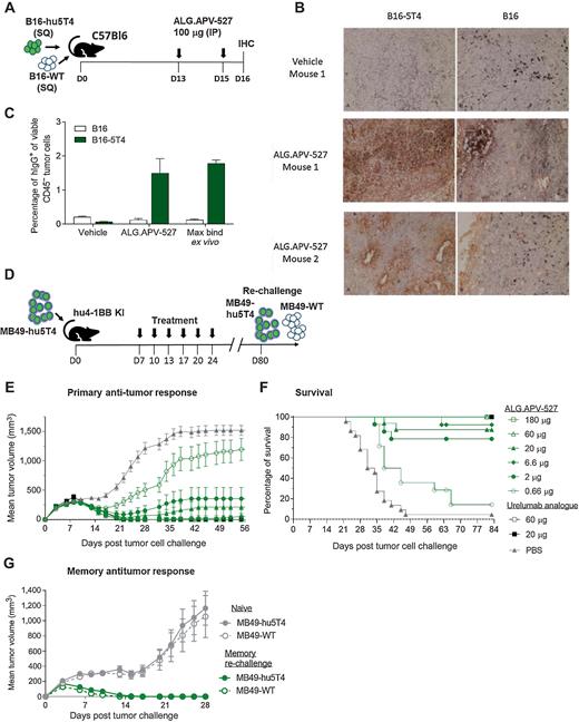 The Bispecific Tumor Antigen-Conditional 4–1BB x 5T4 Agonist, ALG.APV ...
