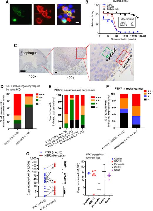 MTX-13, a Novel PTK7-Directed Antibody–Drug Conjugate with Widened ...