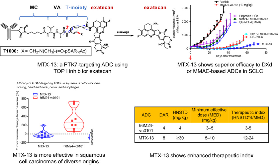 MTX-13, a Novel PTK7-Directed Antibody–Drug Conjugate with Widened ...