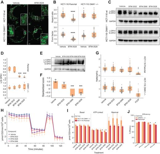 Targeting Aggressive B-cell Lymphomas through Pharmacological ...