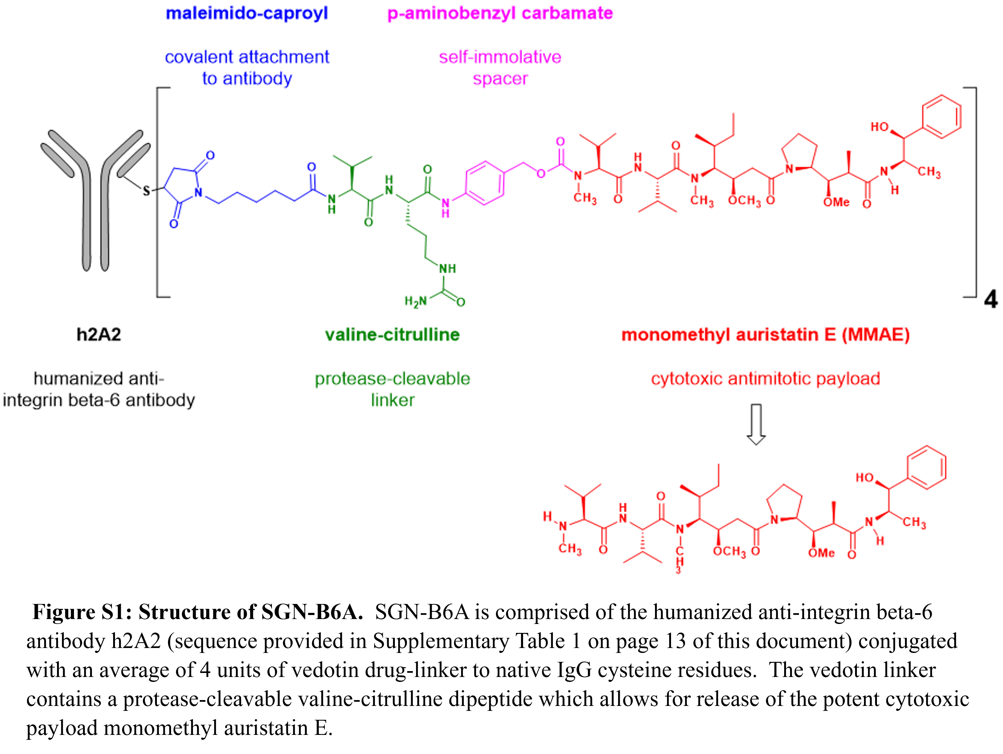 SGN-B6A: A New Vedotin Antibody–Drug Conjugate Directed to Integrin ...