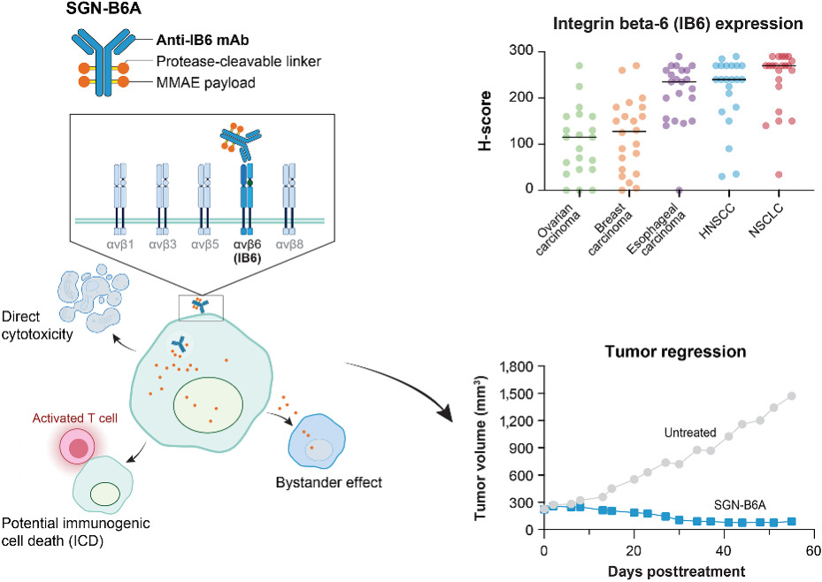 SGN-B6A: A New Vedotin Antibody–Drug Conjugate Directed to Integrin ...