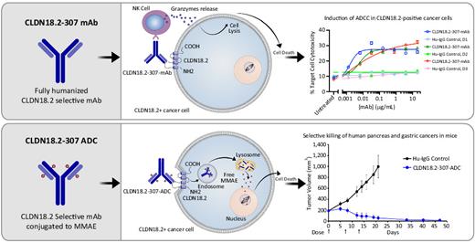 Development of a Novel CLDN18.2-directed Monoclonal Antibody and Antibody–Drug Conjugate for ...