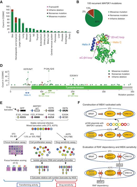 High-Throughput Functional Evaluation of MAP2K1 Variants in Cancer ...