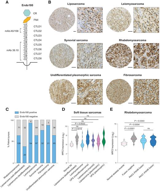 Endo180 (MRC2) Antibody–Drug Conjugate for the Treatment of Sarcoma ...