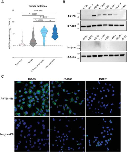 Endo180 (MRC2) Antibody–Drug Conjugate for the Treatment of Sarcoma ...