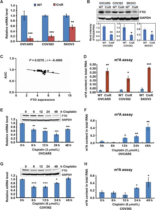 N6-Methyladenosine RNA Modifications Regulate the Response to Platinum ...