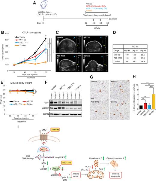 Combined Inhibition of Smoothened and the DNA Damage Checkpoint WEE1 ...