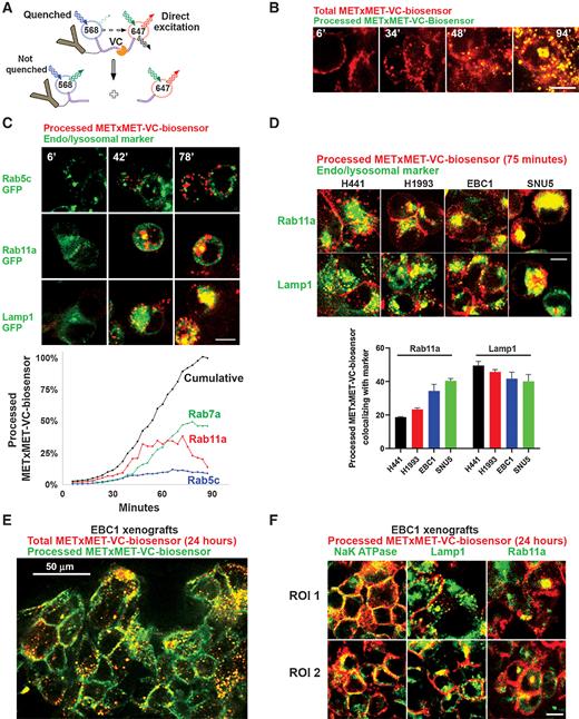 A Bispecific METxMET Antibody–Drug Conjugate with Cleavable Linker Is ...