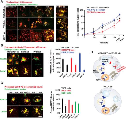 A Bispecific METxMET Antibody–Drug Conjugate with Cleavable Linker Is ...