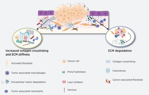 Interplay Between Extracellular Matrix Remodeling and Angiogenesis in ...