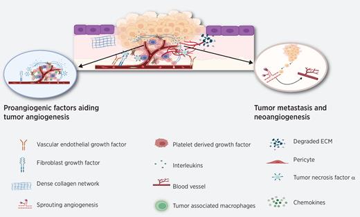 Interplay Between Extracellular Matrix Remodeling and Angiogenesis in ...