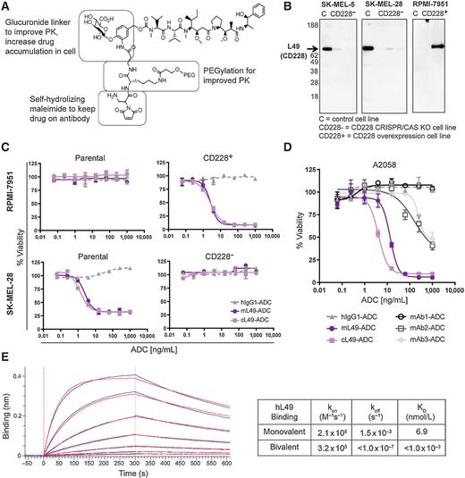SGN-CD228A Is an Investigational CD228-Directed Antibody–Drug Conjugate ...