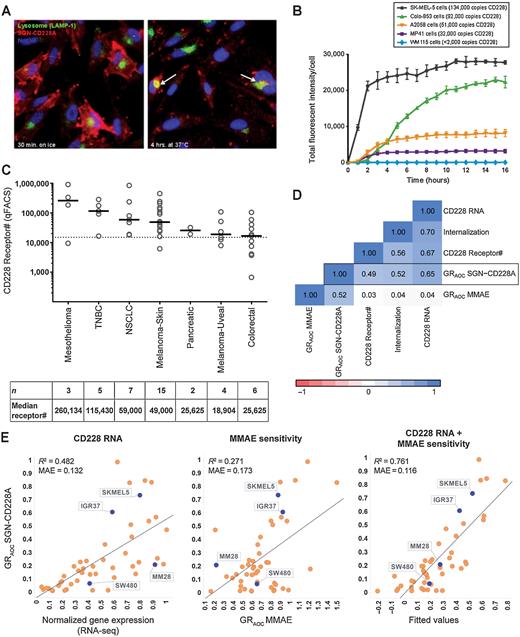 SGN-CD228A Is an Investigational CD228-Directed Antibody–Drug Conjugate ...