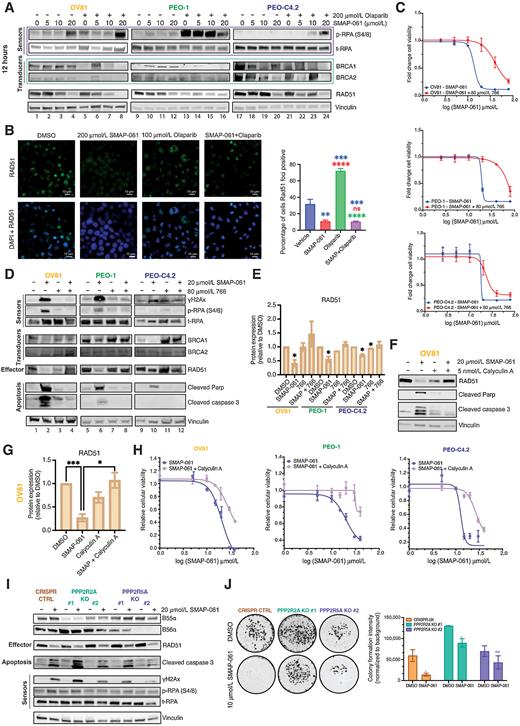 Small-Molecule–Mediated Stabilization of PP2A Modulates the Homologous ...