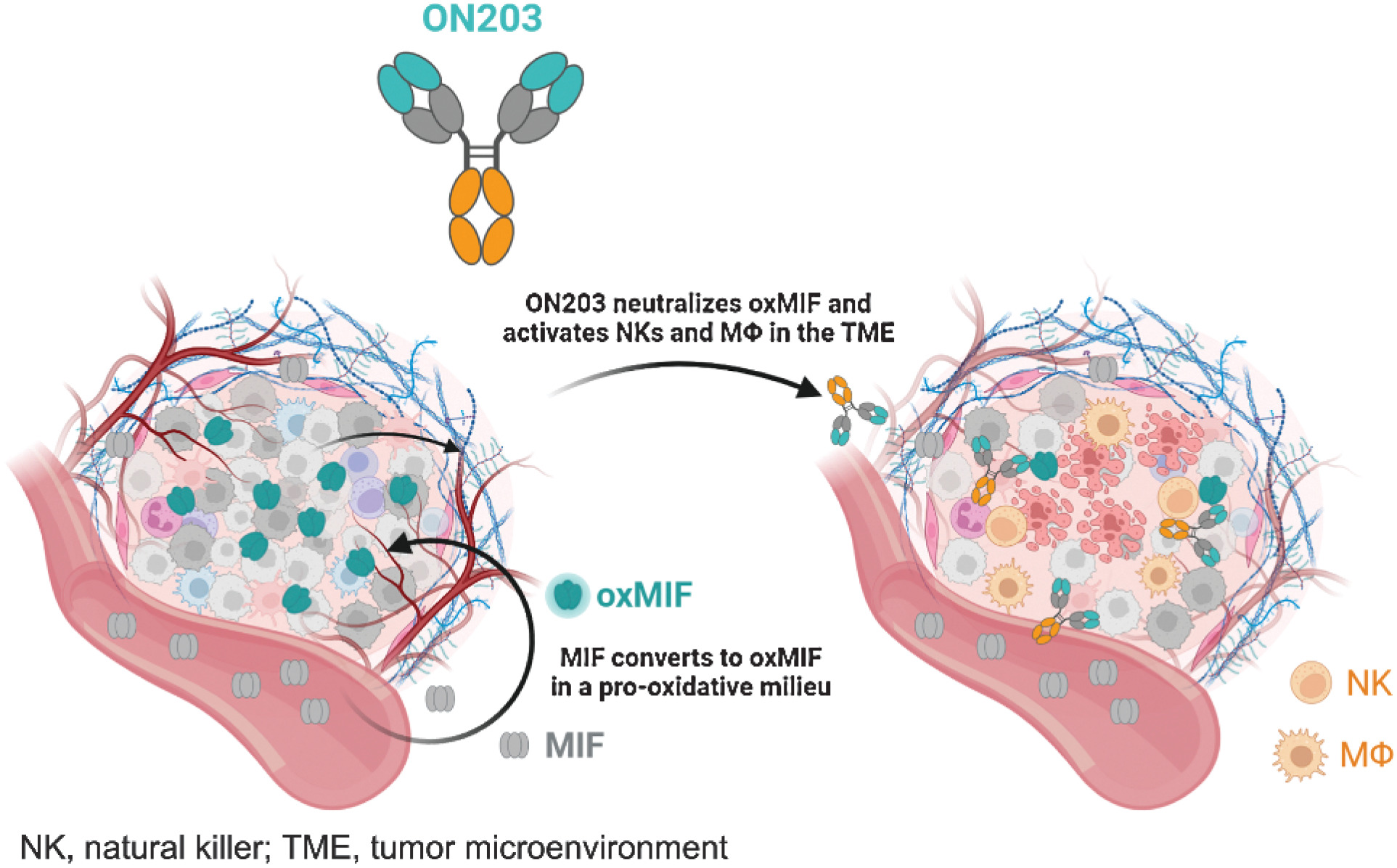 Preclinical Evaluation of ON203, A Novel Bioengineered mAb Targeting ...