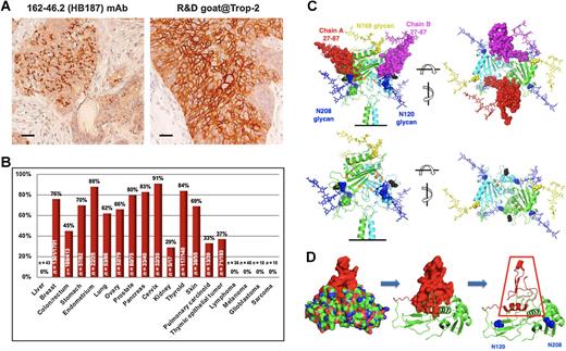 3D-Informed Targeting of the Trop-2 Signal-Activation Site Drives ...