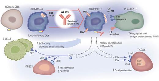 Antitumor Immune Mechanisms of the Anti-Complement Factor H Antibody ...