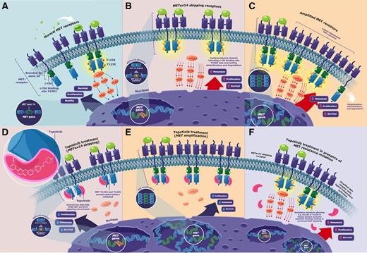 The Preclinical Pharmacology of Tepotinib—A Highly Selective MET ...