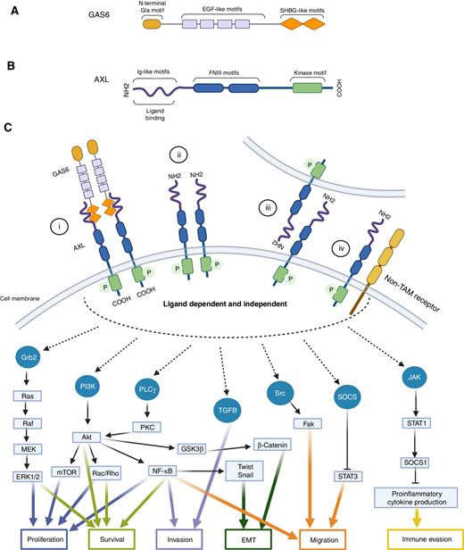 Therapeutic Landscape of AXL Receptor Kinase in Triple-Negative Breast ...
