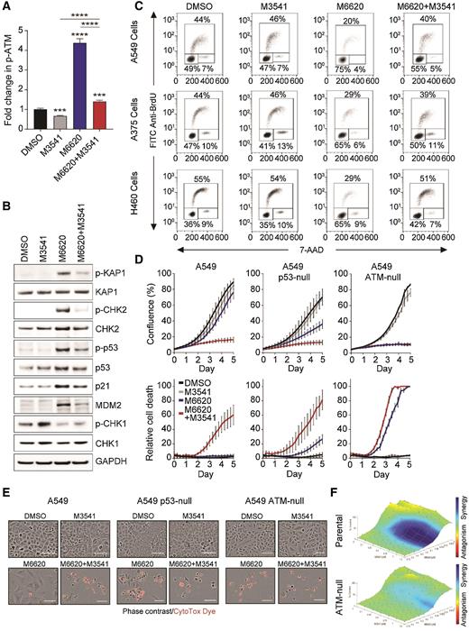 Selective Inhibition of ATM-dependent Double-strand Break Repair and ...