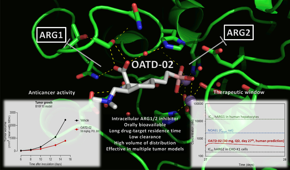 Arginase 1/2 Inhibitor OATD-02: From Discovery to First-in-man Setup in ...