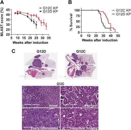 Efficacy and Imaging-Enabled Pharmacodynamic Profiling of KRAS G12C ...