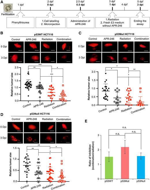 APR-246 Enhances Colorectal Cancer Sensitivity to Radiotherapy ...
