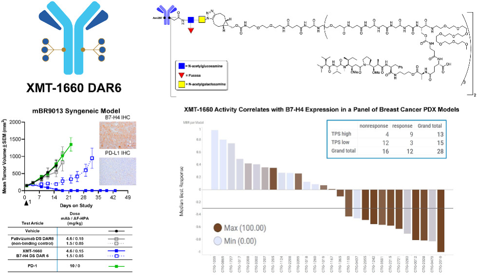 Discovery and Preclinical Characterization of XMT-1660, an Optimized B7 ...