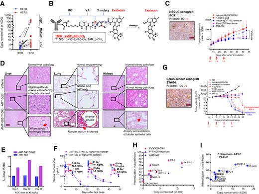 AMT-562, a Novel HER3-targeting Antibody–Drug Conjugate, Demonstrates a ...