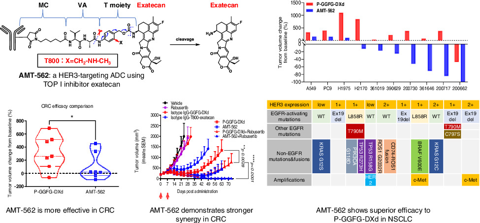 AMT-562, a Novel HER3-targeting Antibody–Drug Conjugate, Demonstrates a ...
