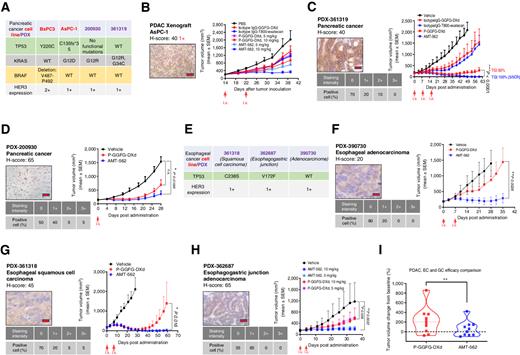 AMT-562, a Novel HER3-targeting Antibody–Drug Conjugate, Demonstrates a ...